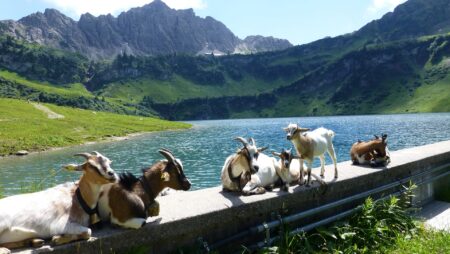 Gästekarte Tirol 2026 - Gratis Vorteile für Tirol-Urlauber